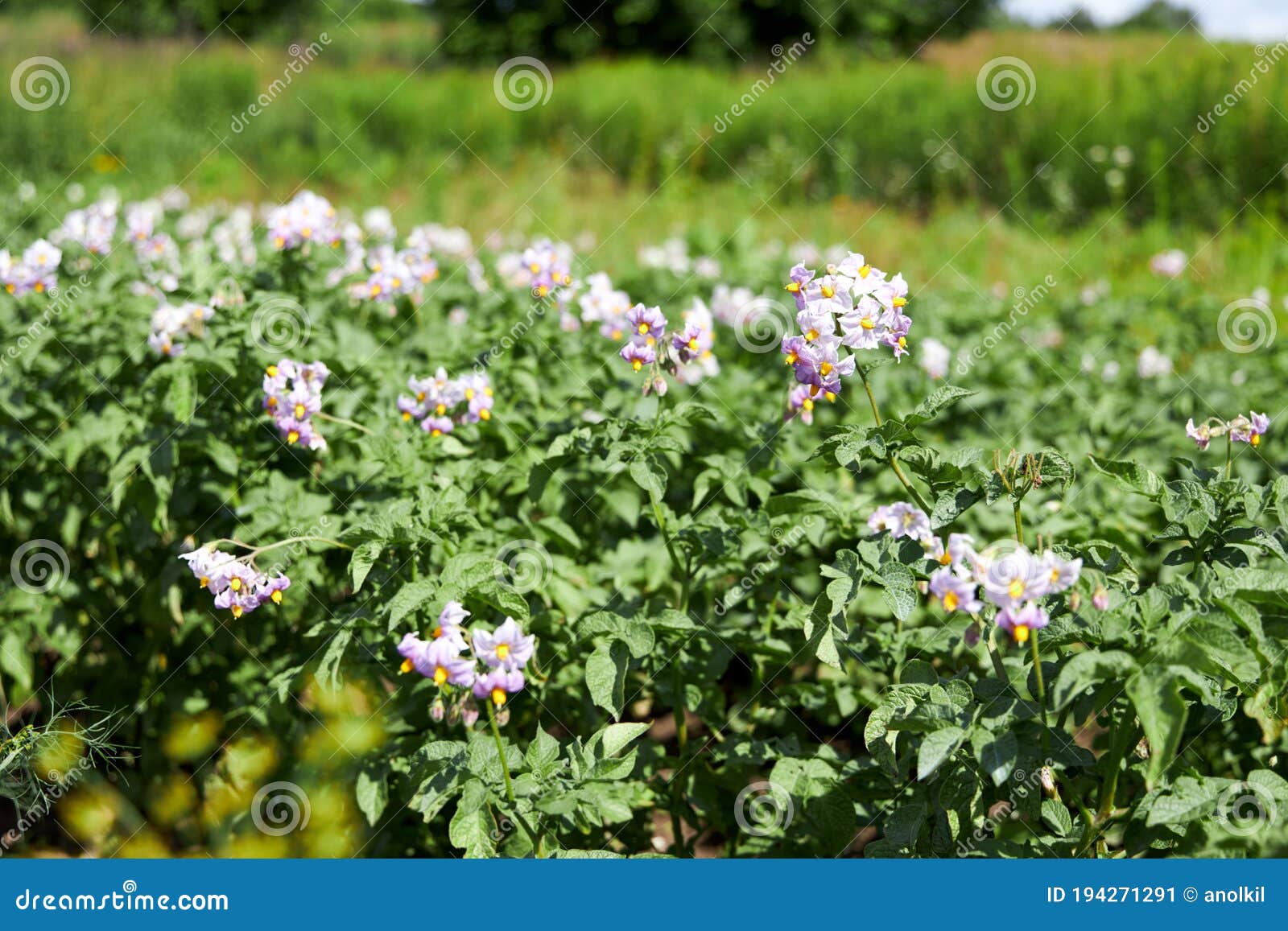 Potato field with flowers stock image. Image of garden - 194271291