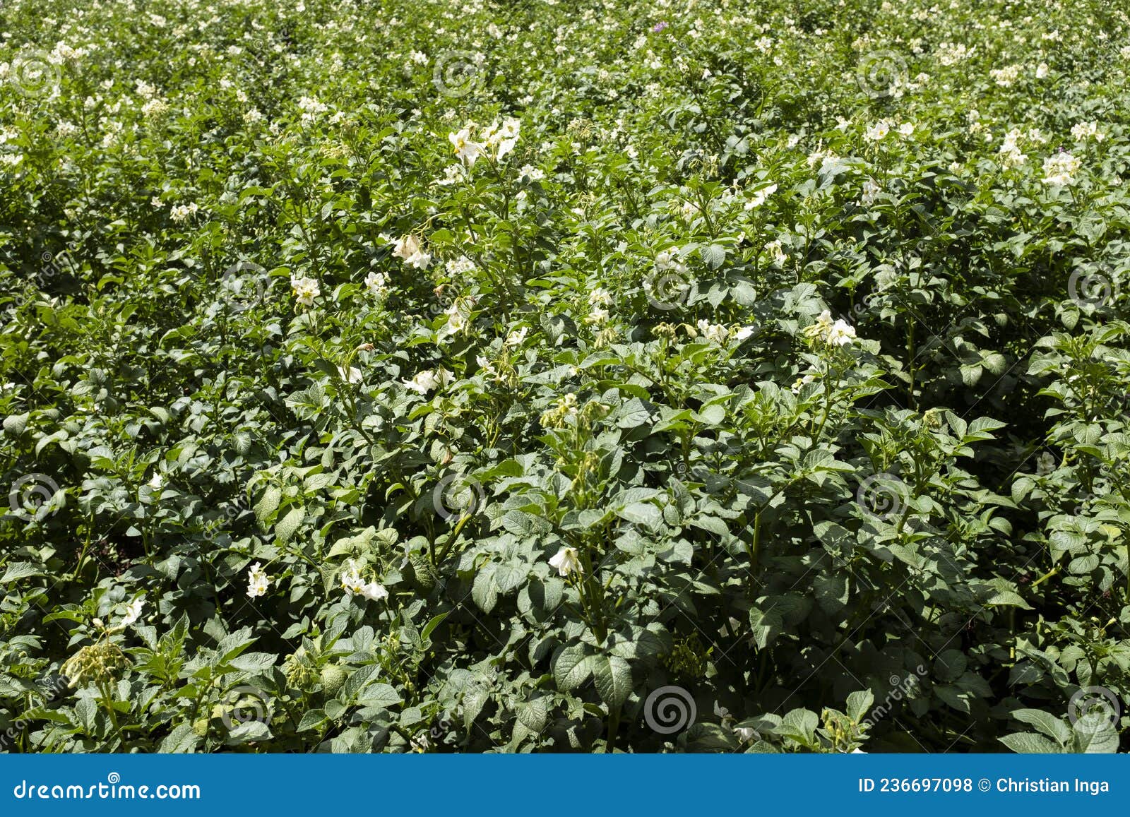 Potato Field in Peruvian Andes. Stock Photo - Image of blossom, flower ...