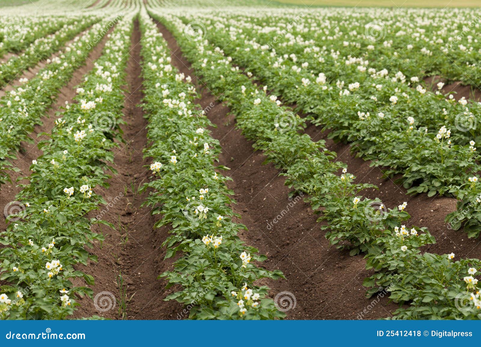 Potato field with plants stock photo. Image of farm, flora - 25412418