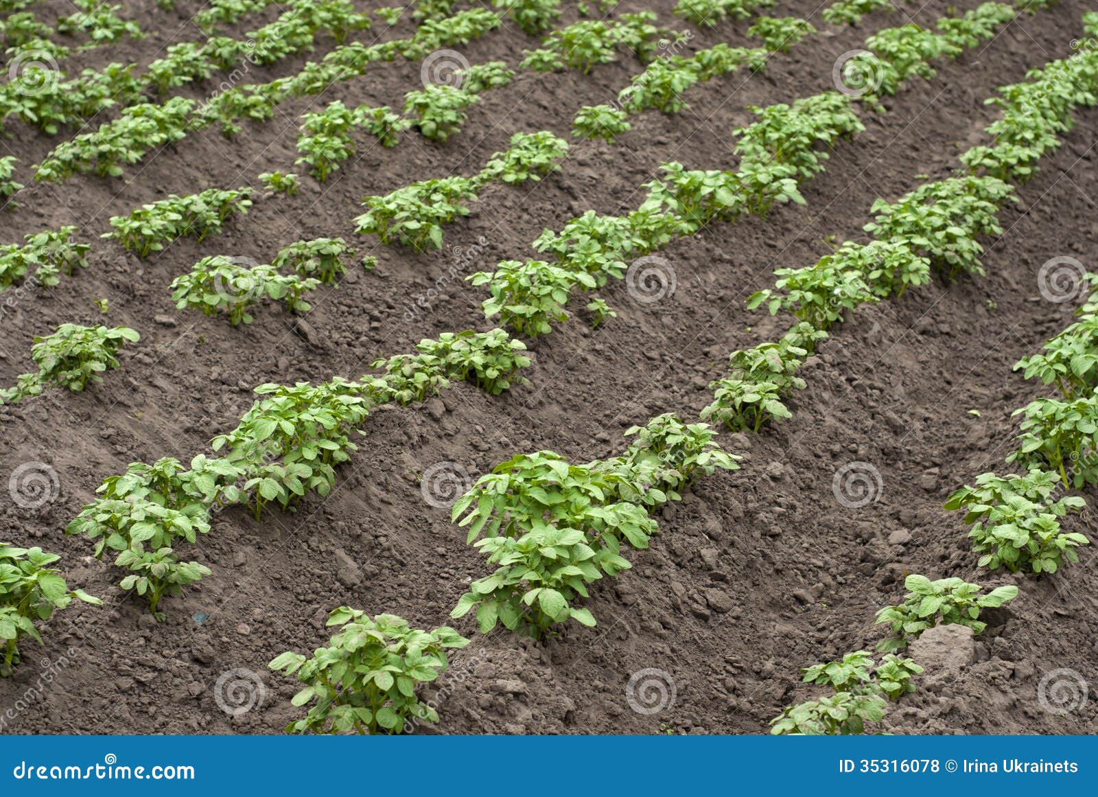 Potato field stock photo. Image of nature, branch, allergy - 35316078