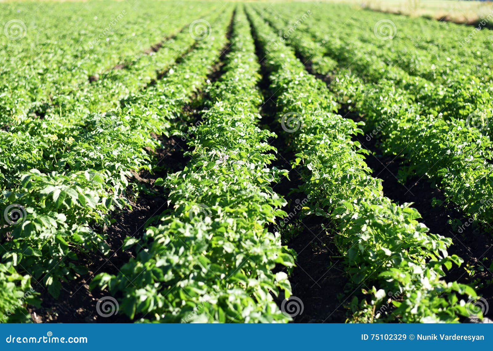 Potato Field . stock image. Image of grow, clear, europe - 75102329