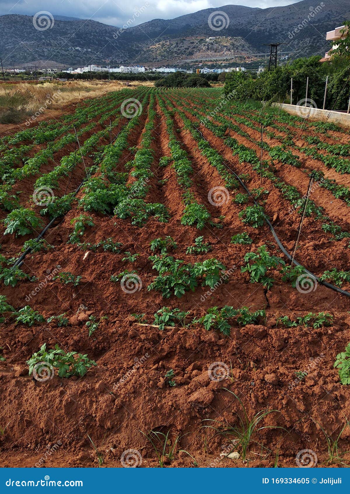 Potato field stock image. Image of mediterranean, crete - 169334605