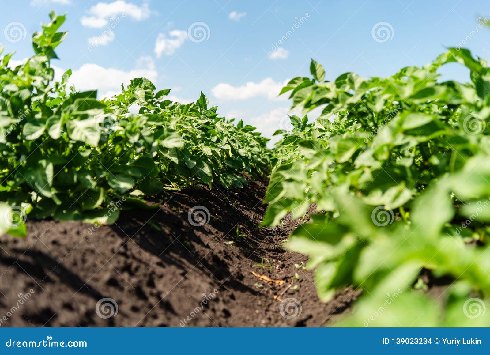 Potato Field Rows with Green Bushes, Close Up. Stock Photo - Image of ...