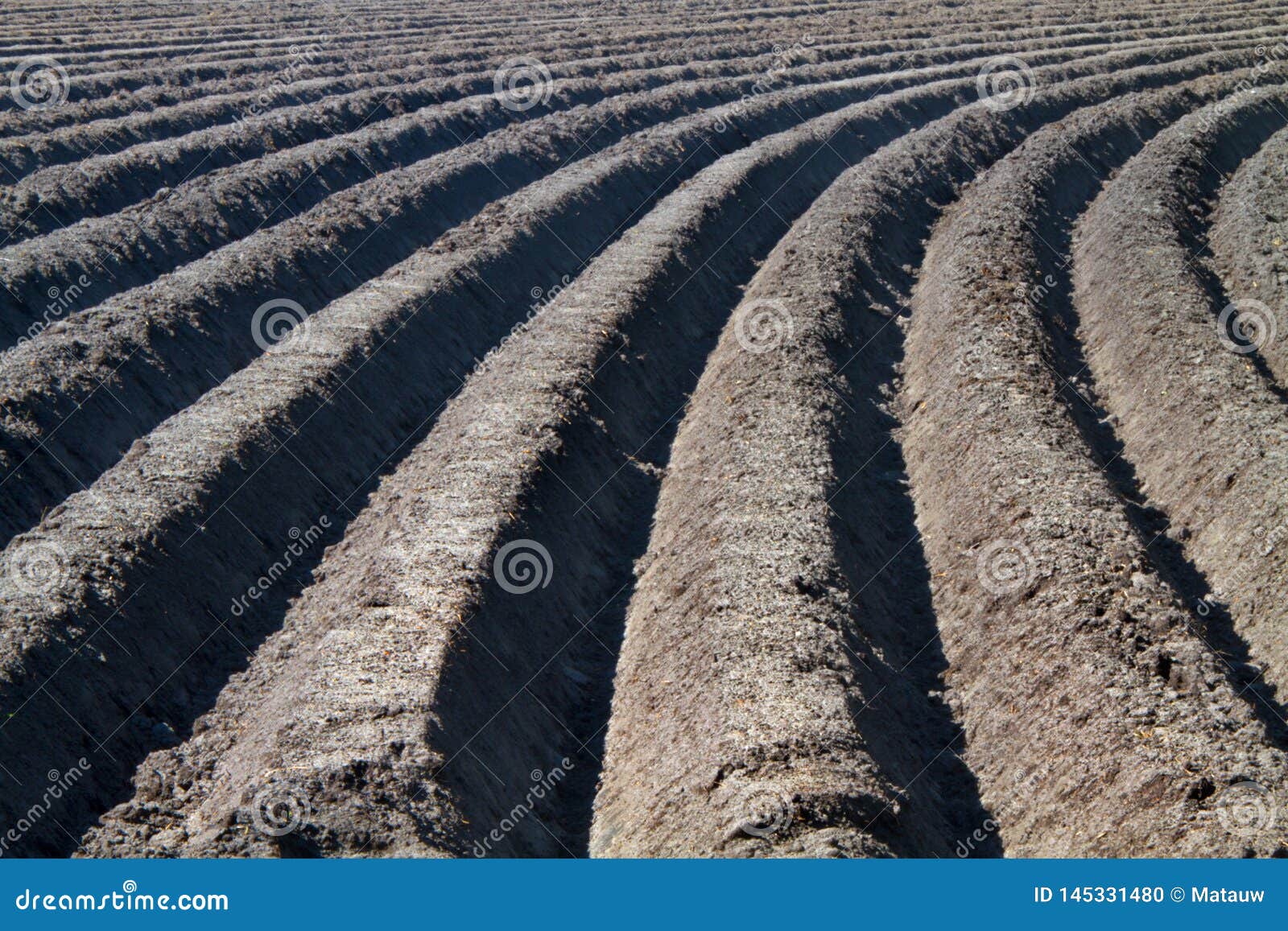 Potato field in spring stock photo. Image of line, earth - 145331480