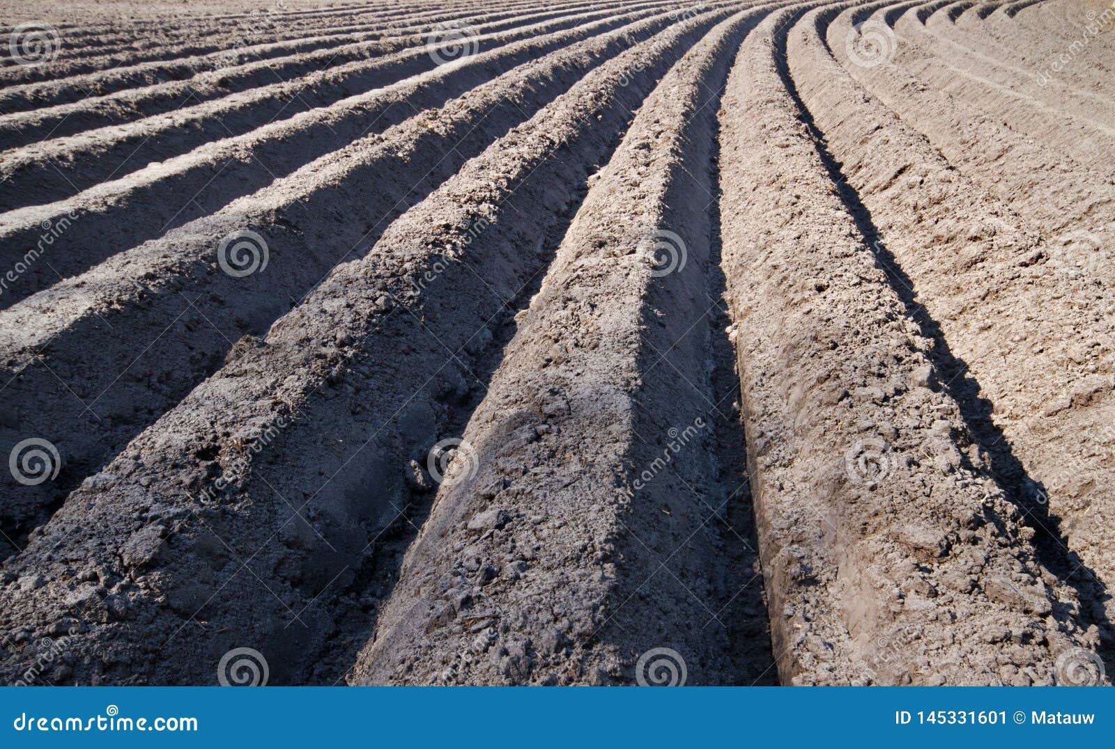 Potato field in spring stock image. Image of humic, farming - 145331601