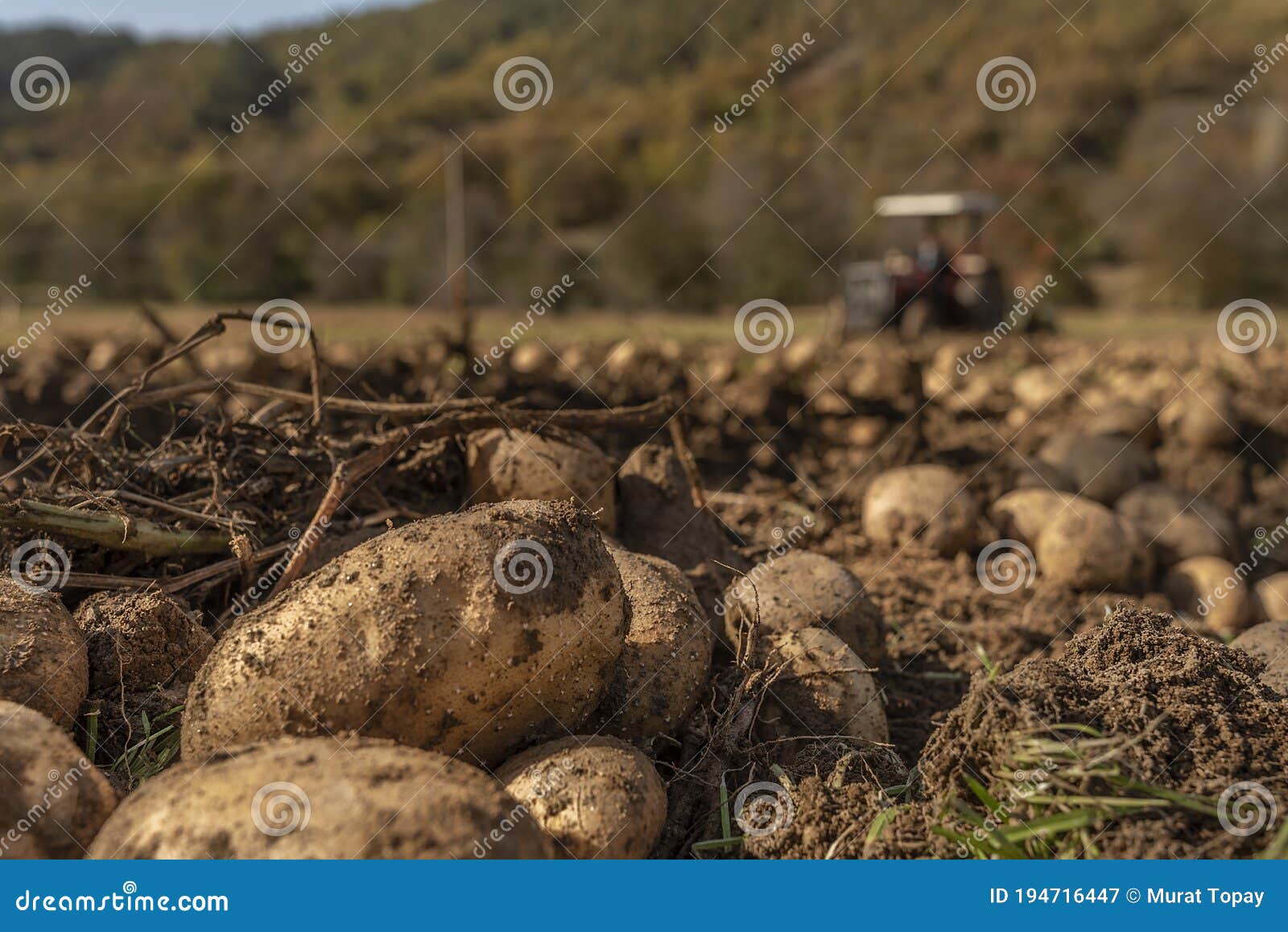 Potato Field and Workers Working in the Harvest Stock Image - Image of ...