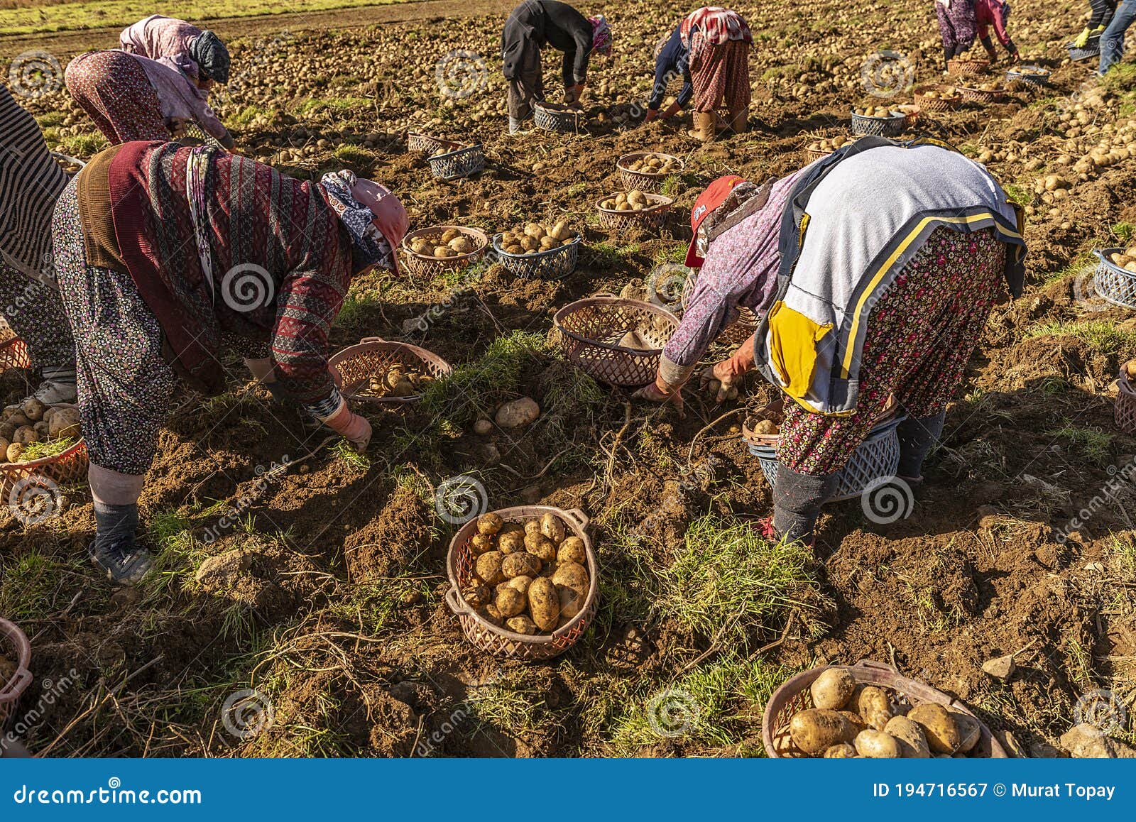 Potato Field and Workers Working in the Harvest Editorial Photography ...