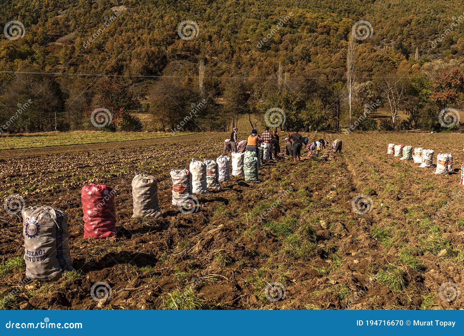 Potato Field and Workers Working in the Harvest Stock Photo - Image of ...