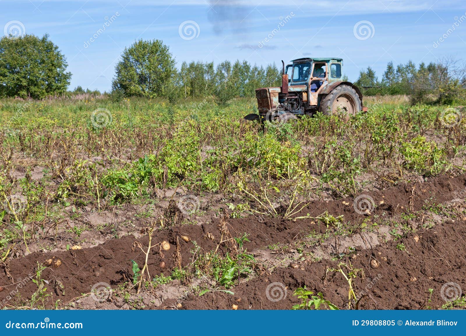Potato field stock image. Image of organic, arable, earth - 29808805