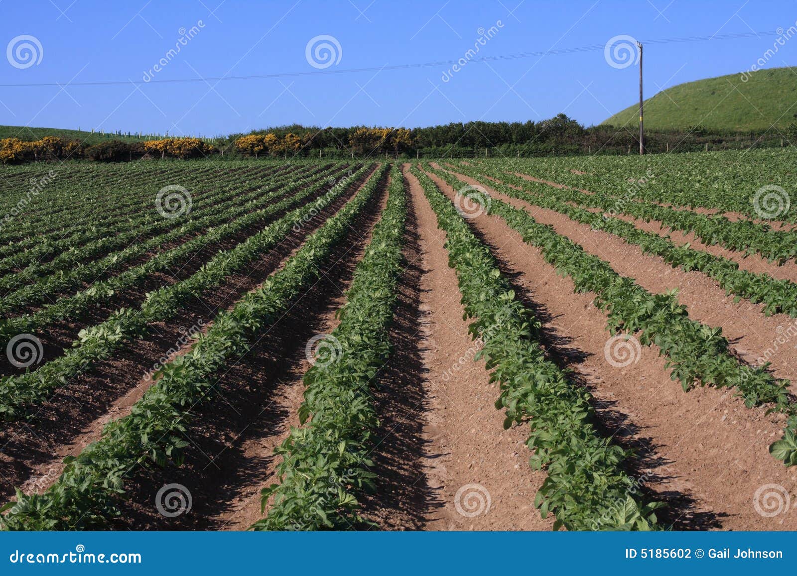 Potato fields stock photo. Image of ocean, agriculture - 5185602