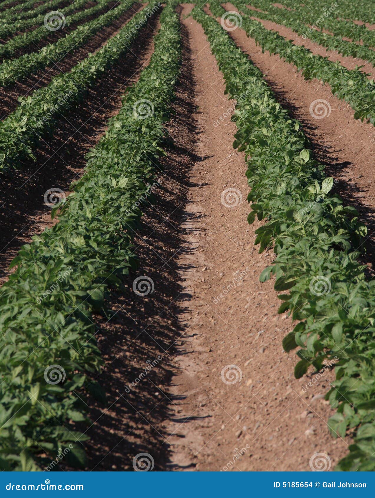 Potato fields stock photo. Image of welsh, isle, agriculture - 5185654