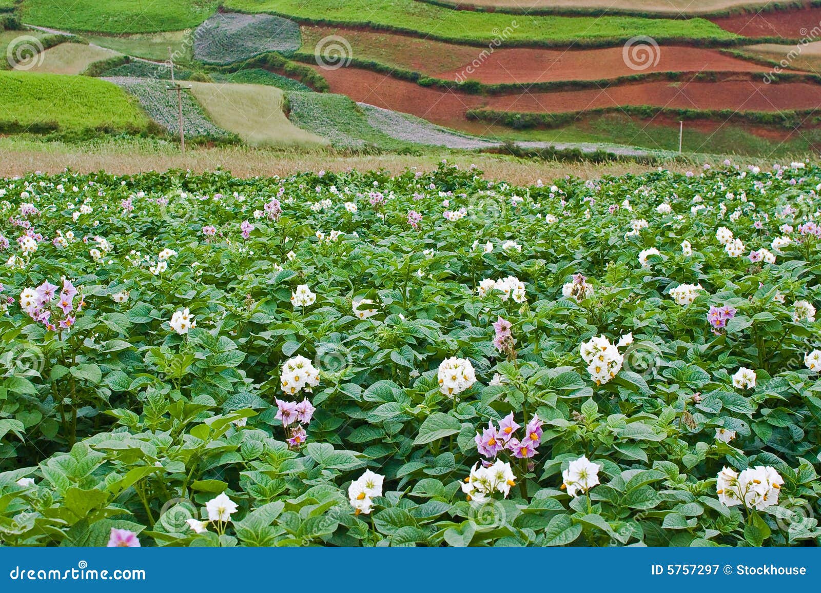 Potato Fields with Colourful Terraced Fields 2 Stock Image - Image of ...