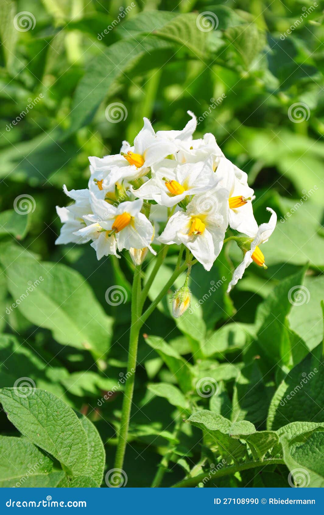 Potato flower stock photo. Image of agriculture, solanaceae - 27108990