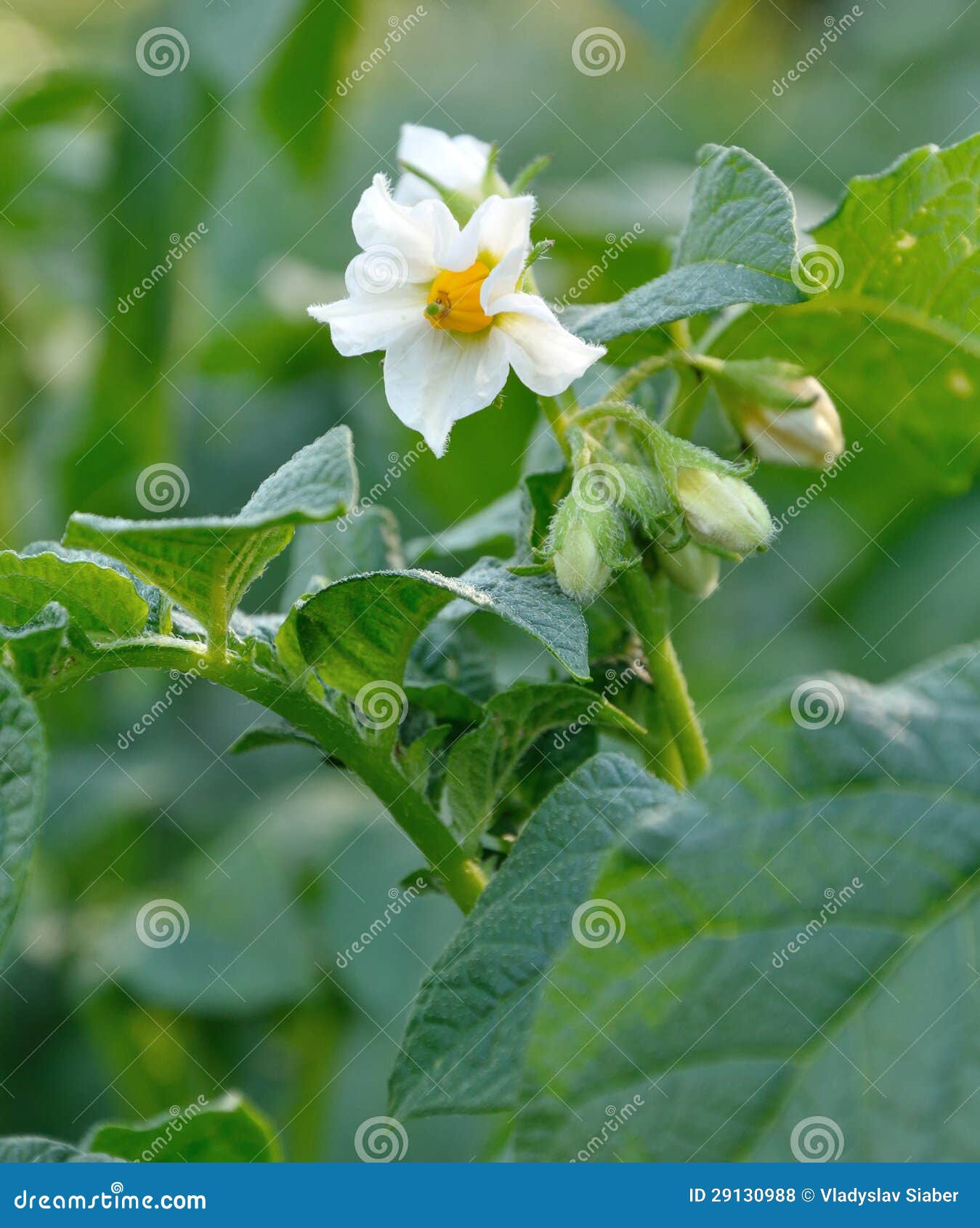 Potato flower stock photo. Image of harvest, agriculture - 29130988