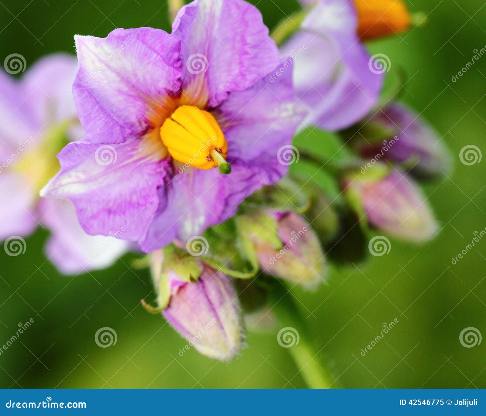 Potato flower stock image. Image of macro, potato, living - 42546775
