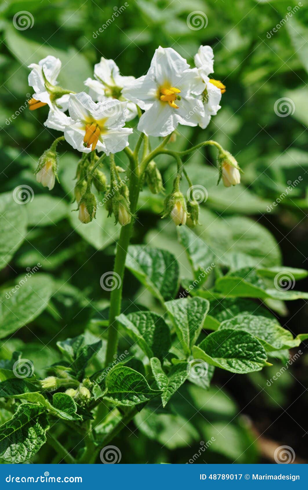 Potato stock image. Image of bloom, plantation, agriculture - 48789017