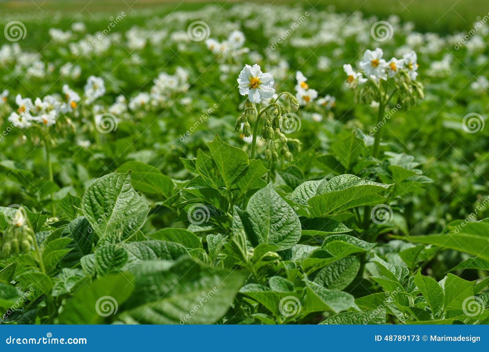 Potato stock image. Image of organic, potato, rural, tuberosum - 48789173