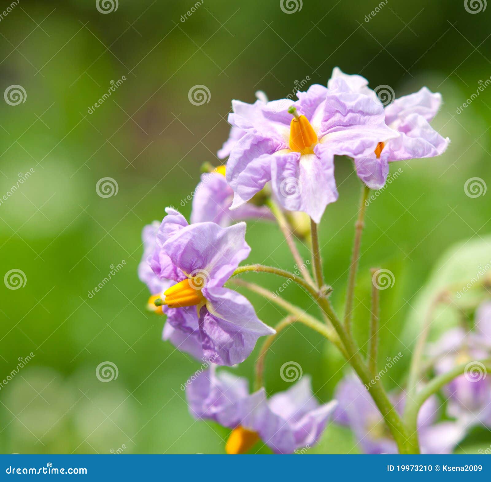 Potato flowers stock photo. Image of cultivated, growth - 19973210