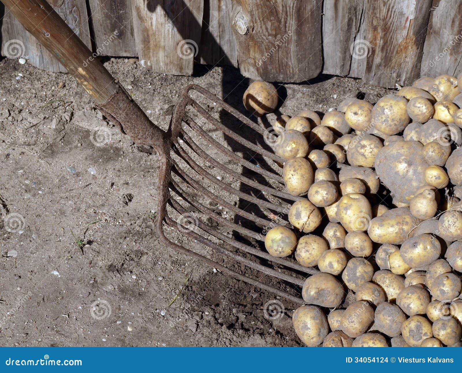 Potato fork 2 stock photo. Image of tool, country, garden - 34054124