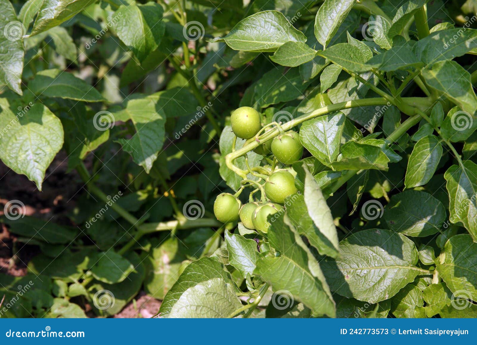 Potato Fruit Set in Production Field Stock Image - Image of field ...