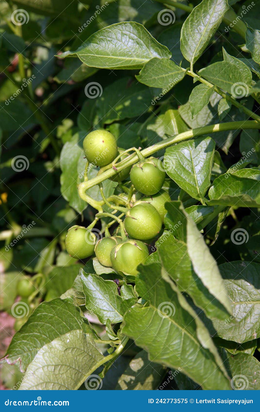 Potato Fruit Set in Production Field Stock Image - Image of garden ...