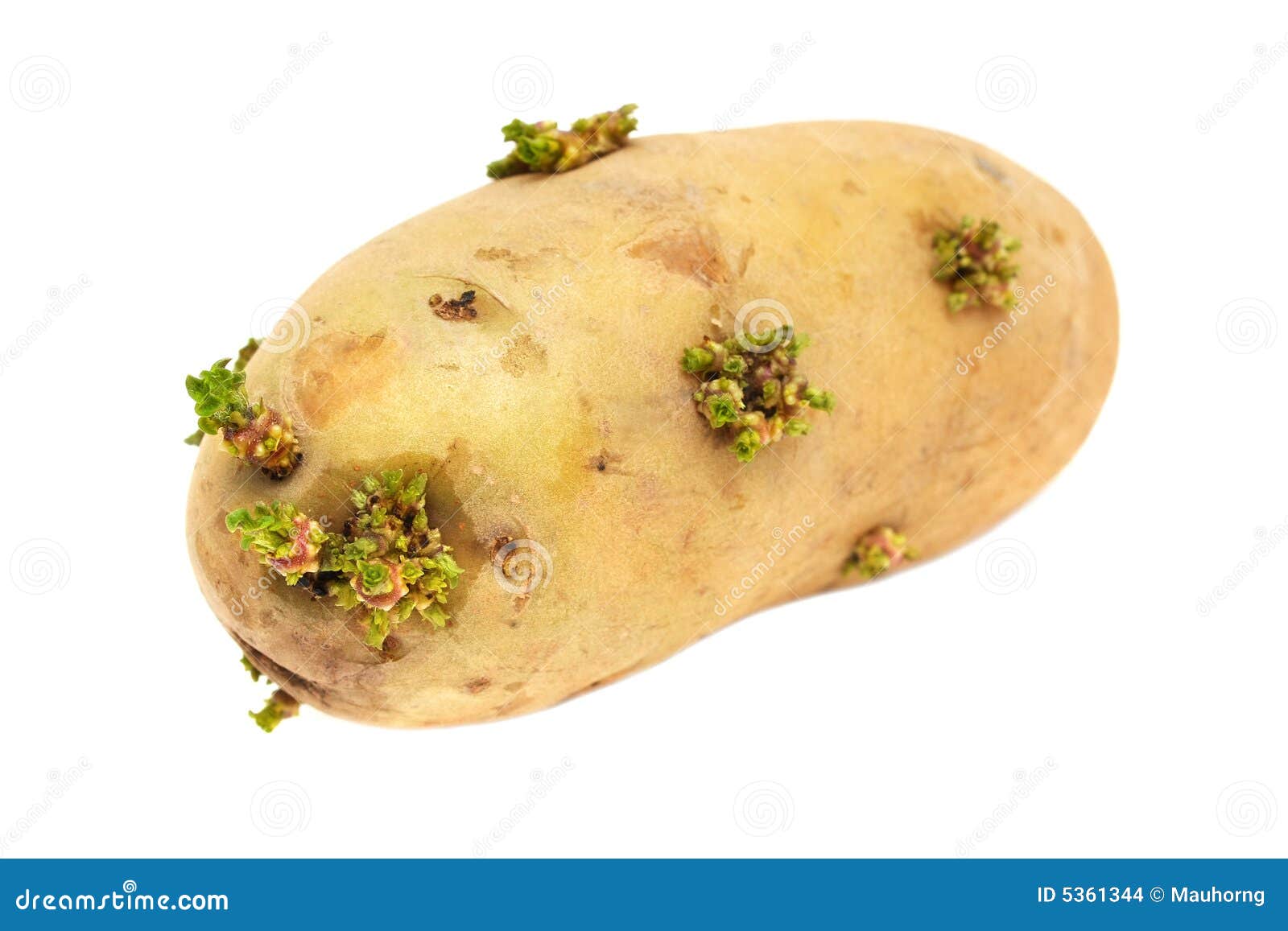 Potato Germinating stock photo. Image of growth, natural - 5361344