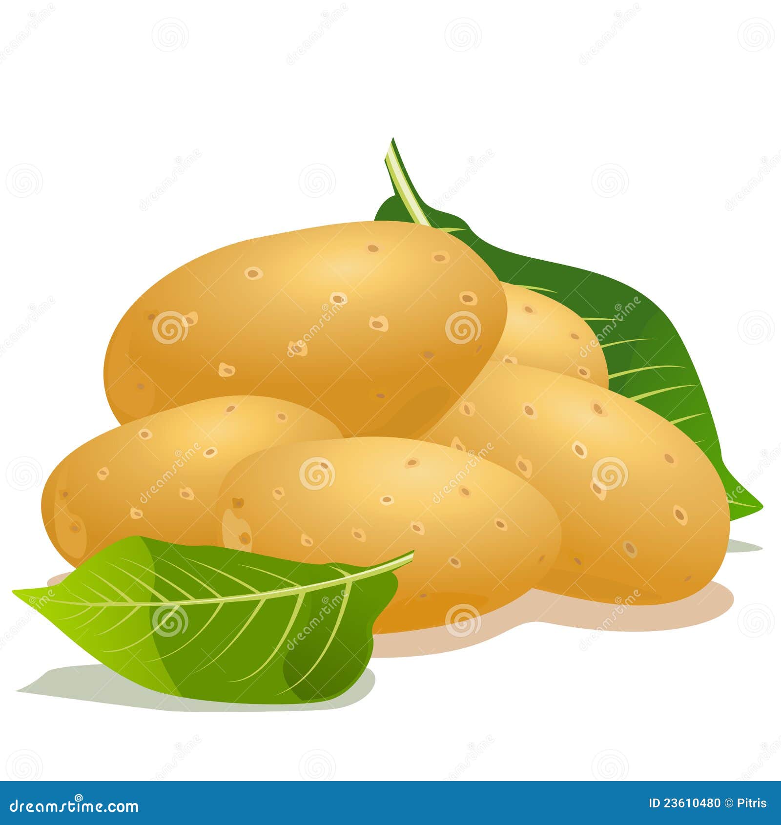 Potato and green leaf stock vector. Illustration of starch - 23610480