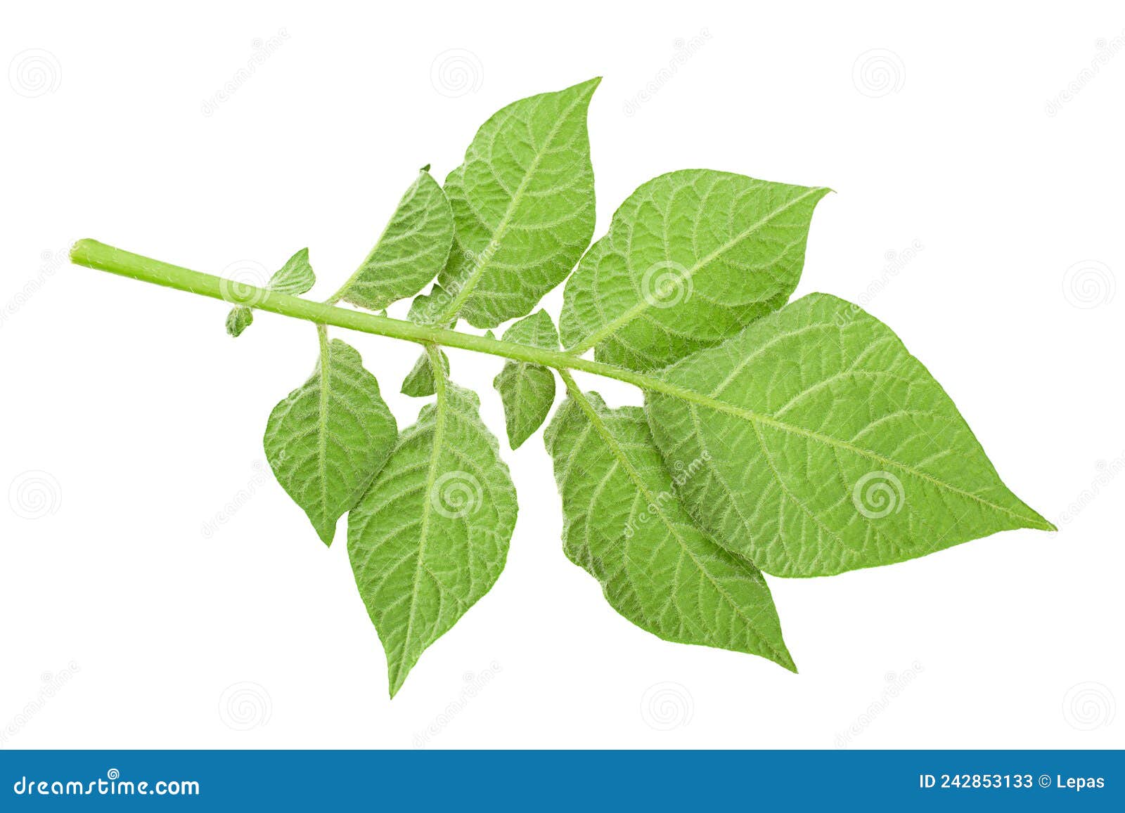 Potato green leaf stock image. Image of leave, closeup - 242853133
