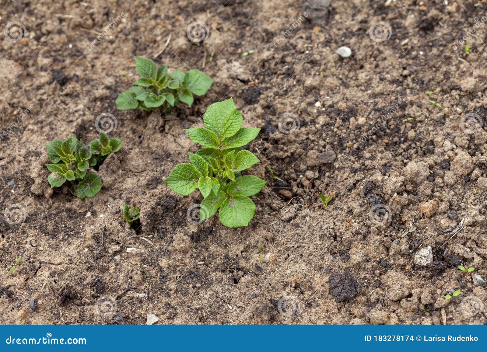 Potato. Green Potato Sprout in a Farmer`s Field Stock Photo - Image of ...