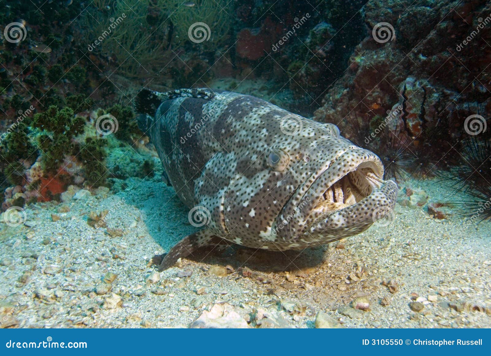 Potato Grouper Species Of Marine Ray-finned Fish Stock Photography ...