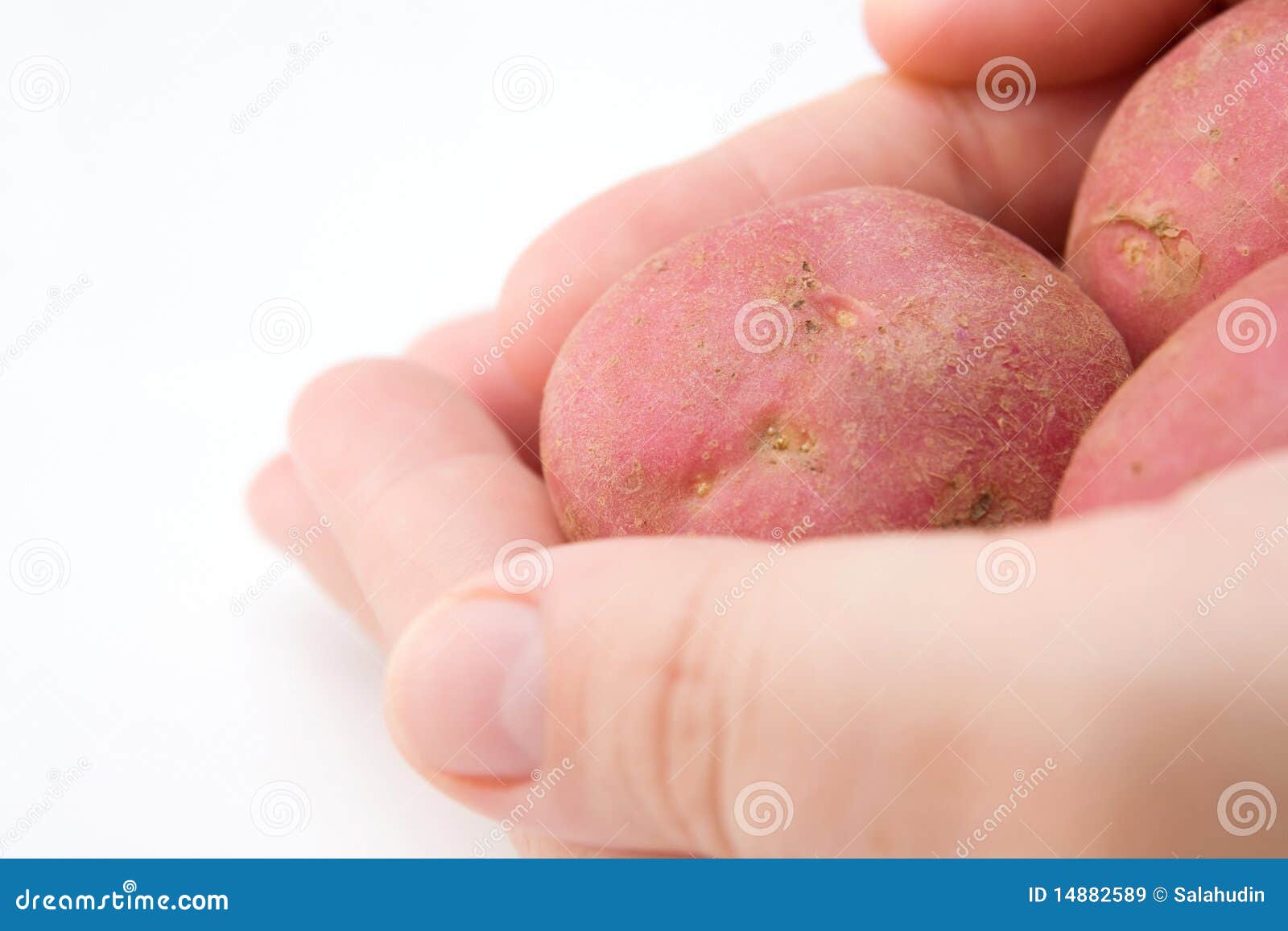 Potato in hands stock image. Image of spring, fresh, isolated - 14882589