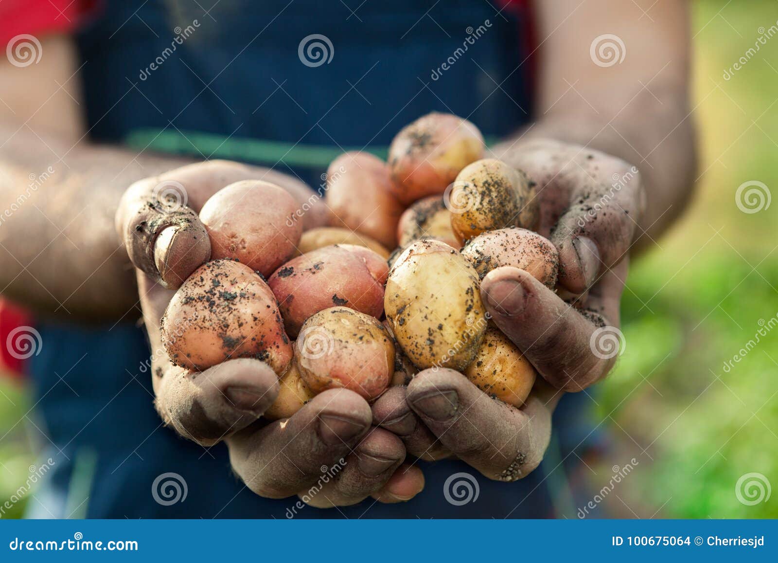 Potato in Hands of a Farmer Stock Photo - Image of growth, background ...