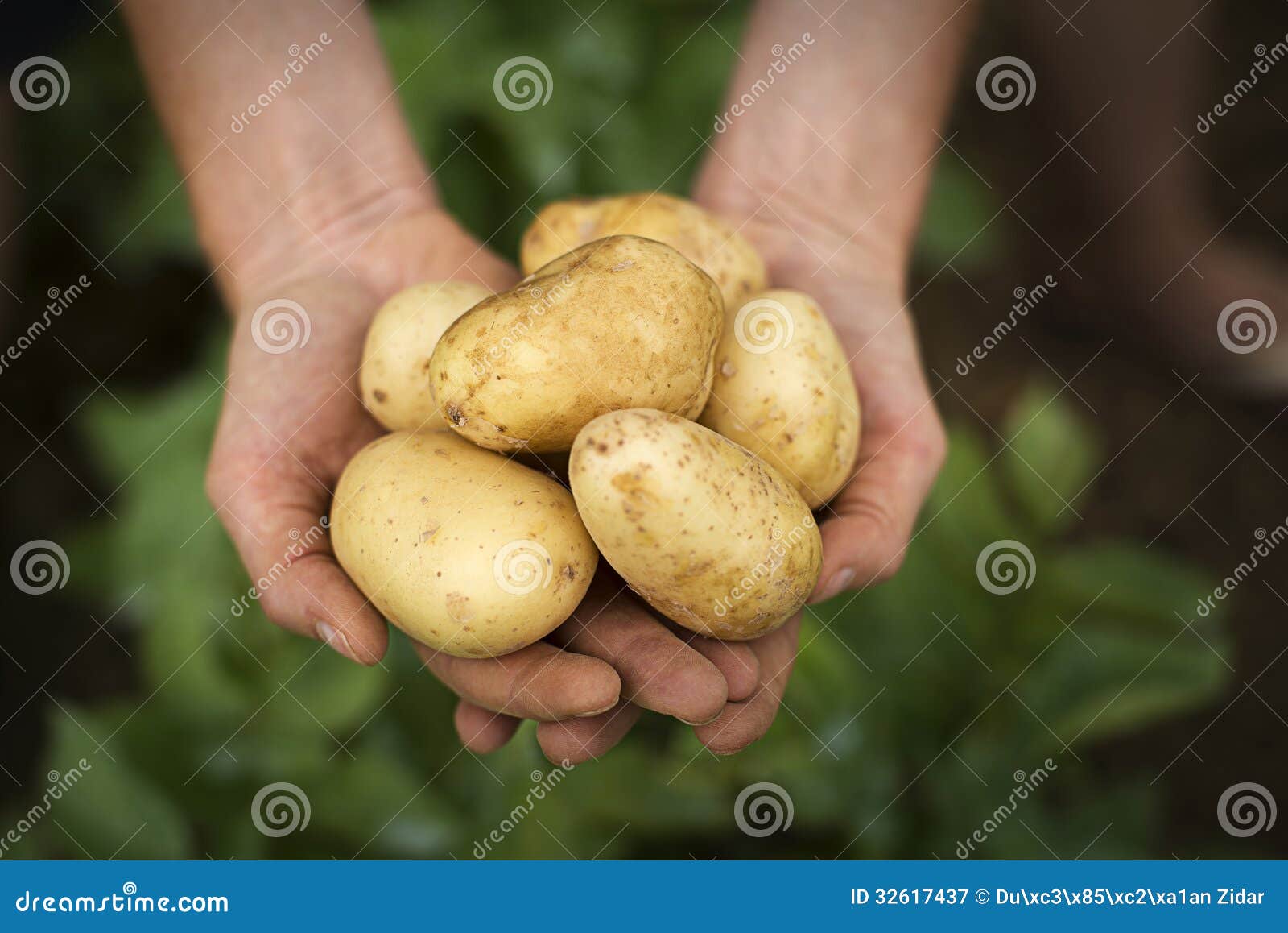Potato stock image. Image of hand, ingredient, vegetable - 32617437