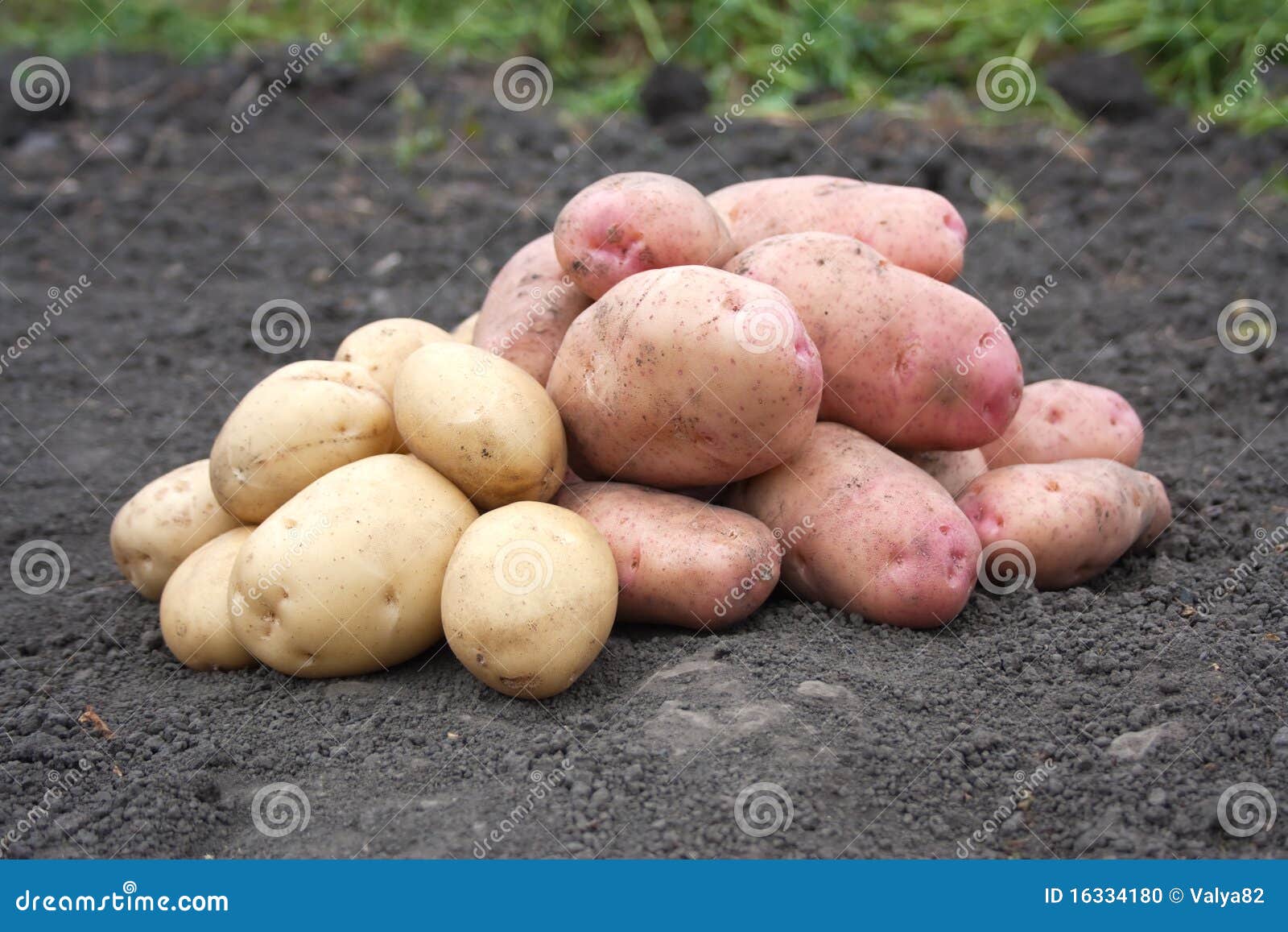Potato harvest stock photo. Image of season, harvesting - 16334180