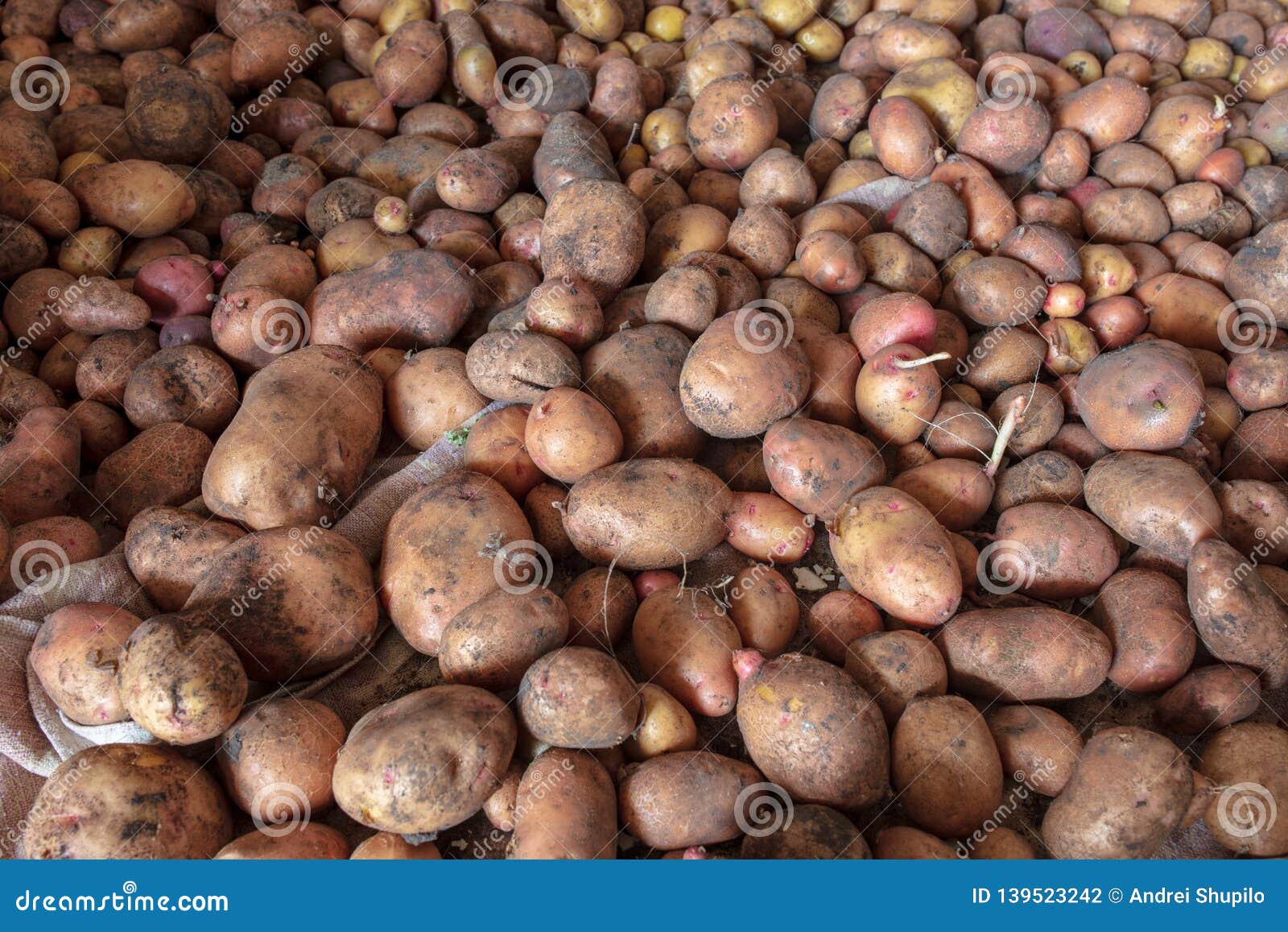 Potato Harvest in the Cellar As a Background Stock Photo - Image of ...