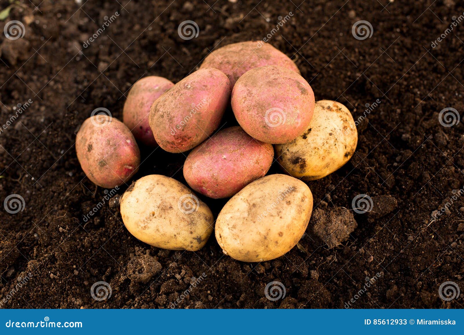 14,893 Ground Potato Photos - Free & Royalty-Free Stock Photos from ...