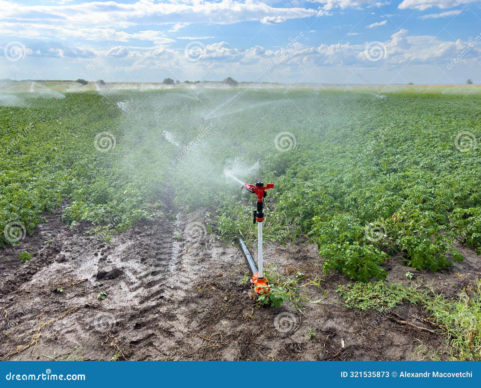 Potato Irrigation System in the Summer Heat Stock Image - Image of ...
