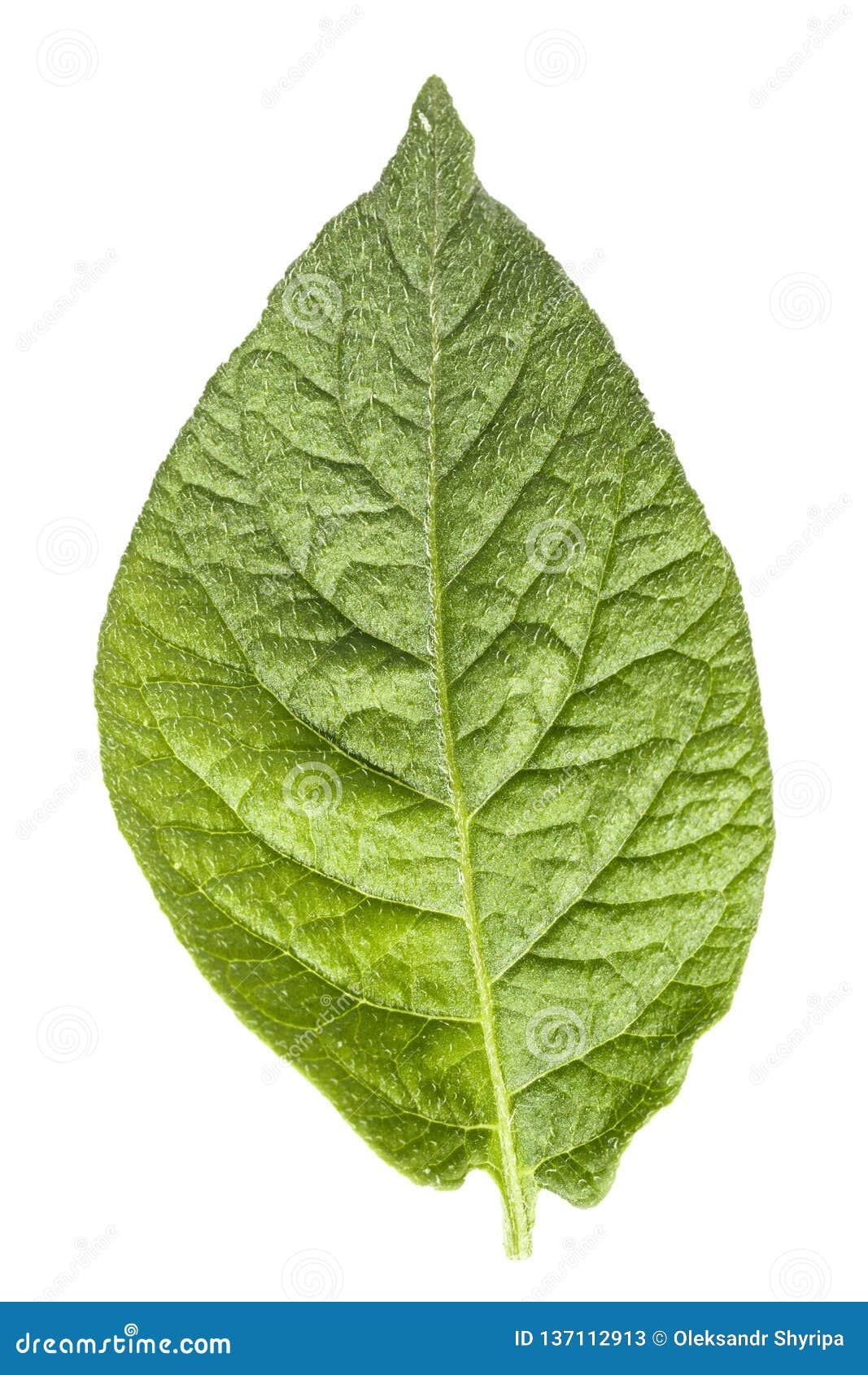 Potato isolated leaves stock image. Image of healthy - 137112913