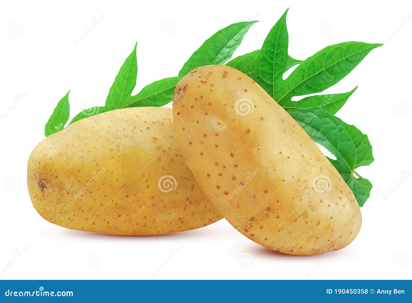 Potato Isolated on White Background Stock Photo - Image of closeup ...