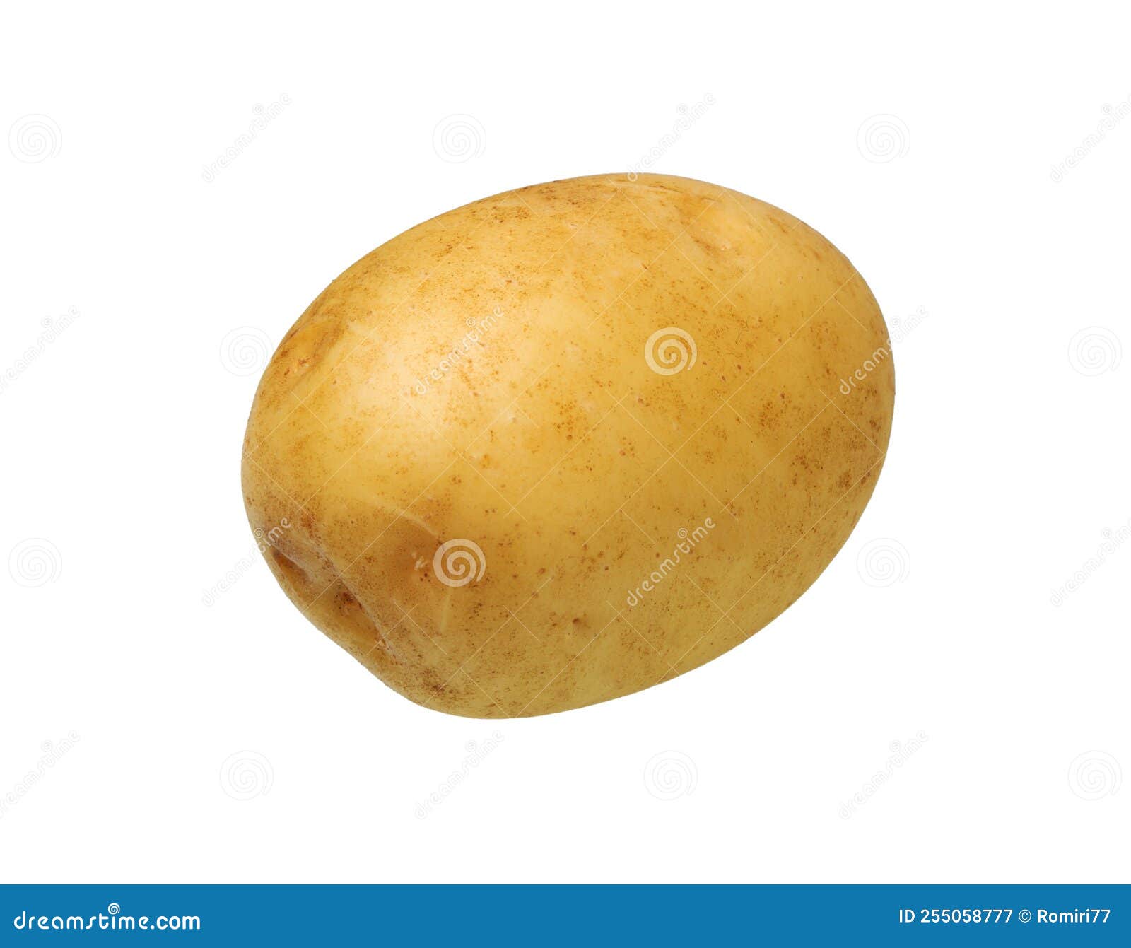 Potato isolated on white stock image. Image of agriculture - 255058777