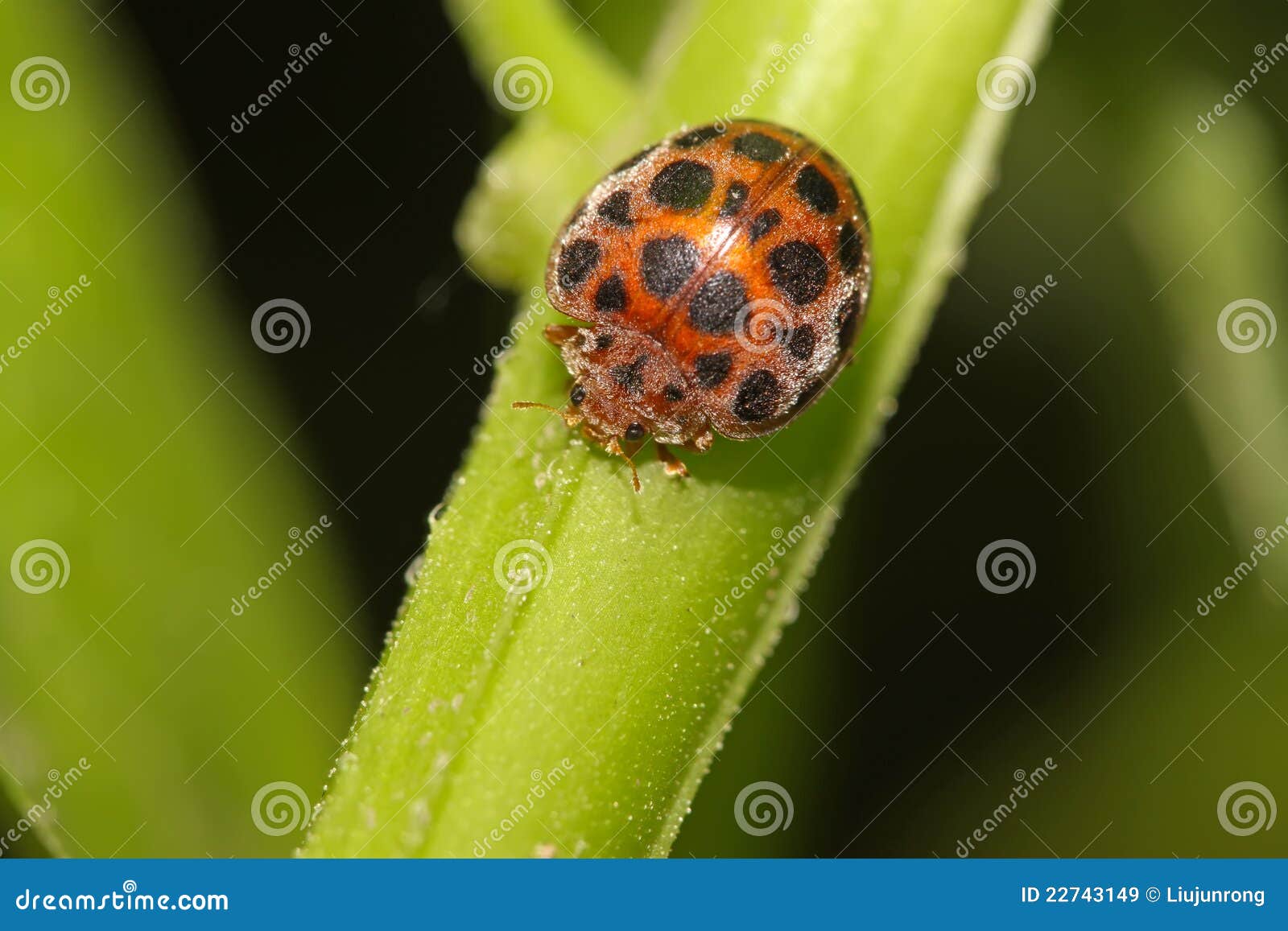 Potato ladybird stock image. Image of nature, insects - 22743149