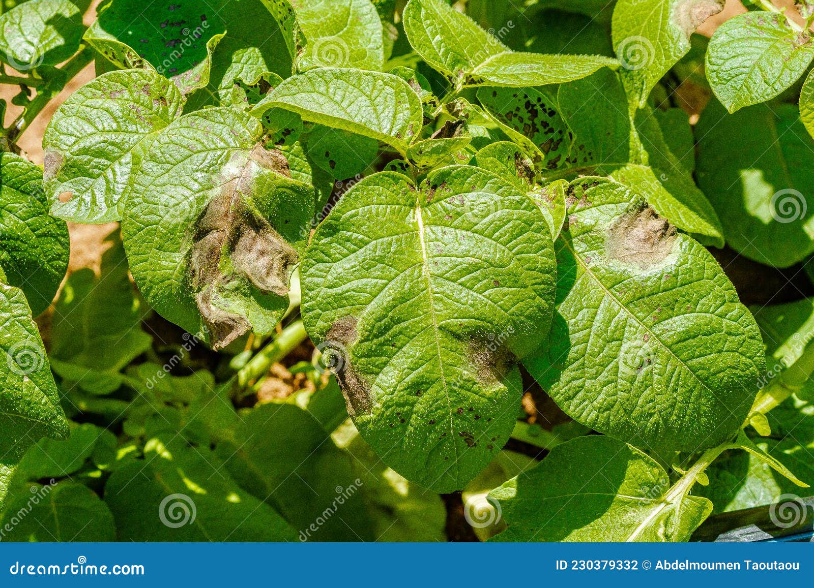 Potato late blight stock photo. Image of irish, infestans - 230379332
