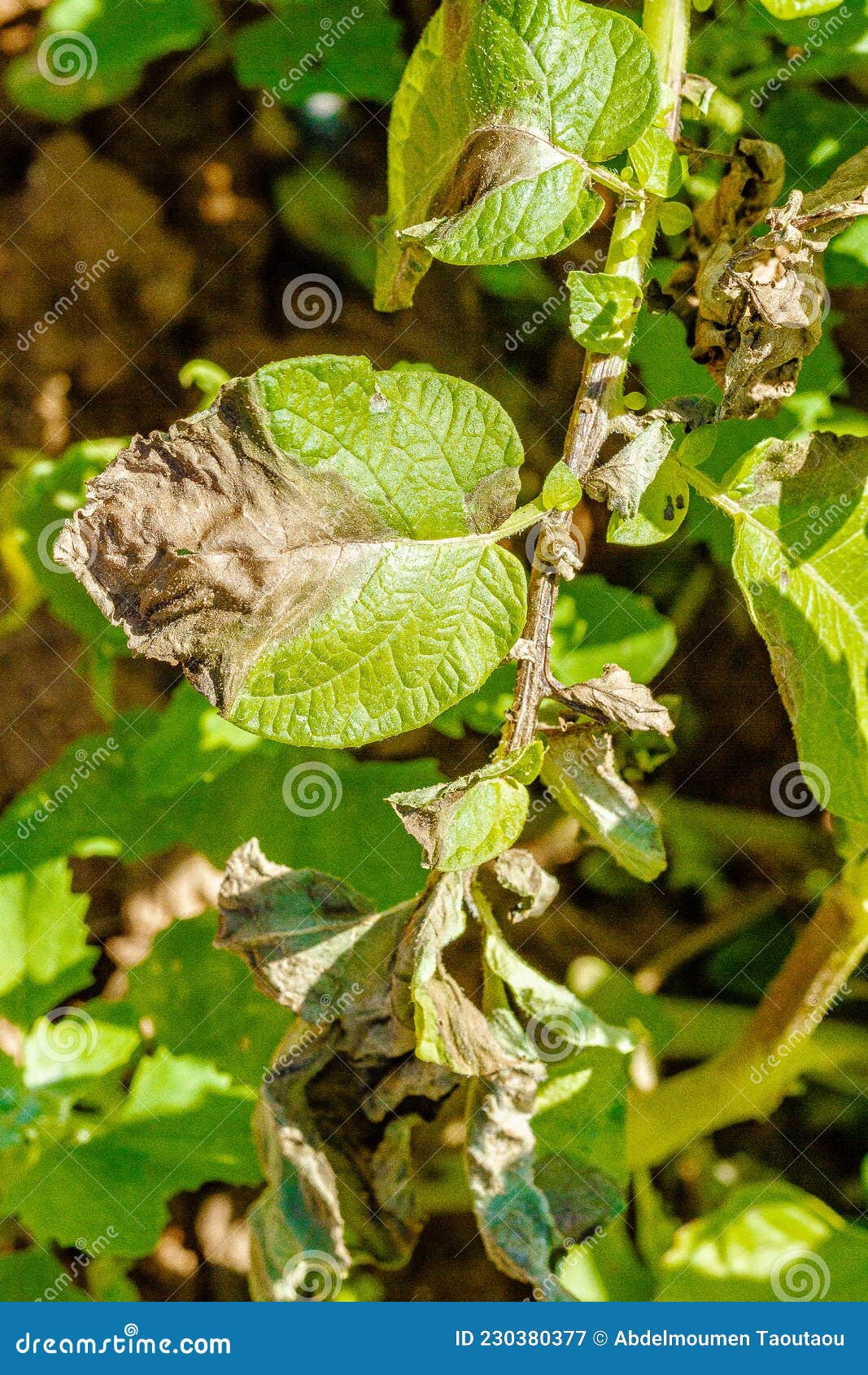 Potato late blight stock image. Image of chlorosis, leaf - 230380377
