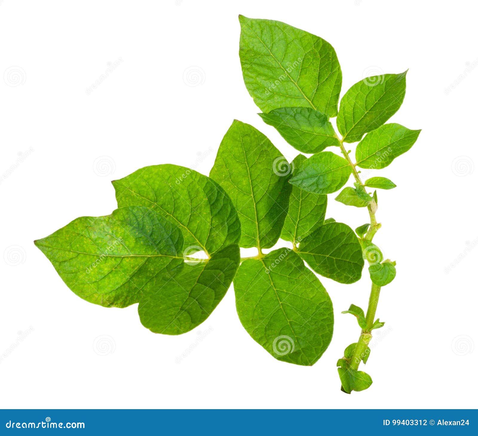 Potato Leaf Blight Fungal Disease Royalty-Free Stock Photography ...