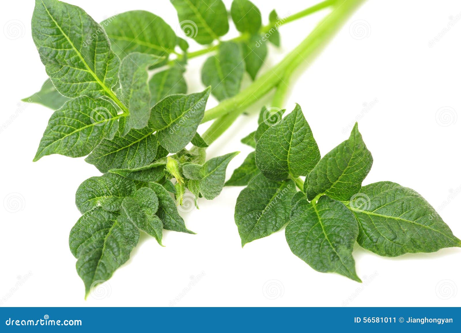 Potato leaf stock image. Image of growth, diet, nutritious - 56581011