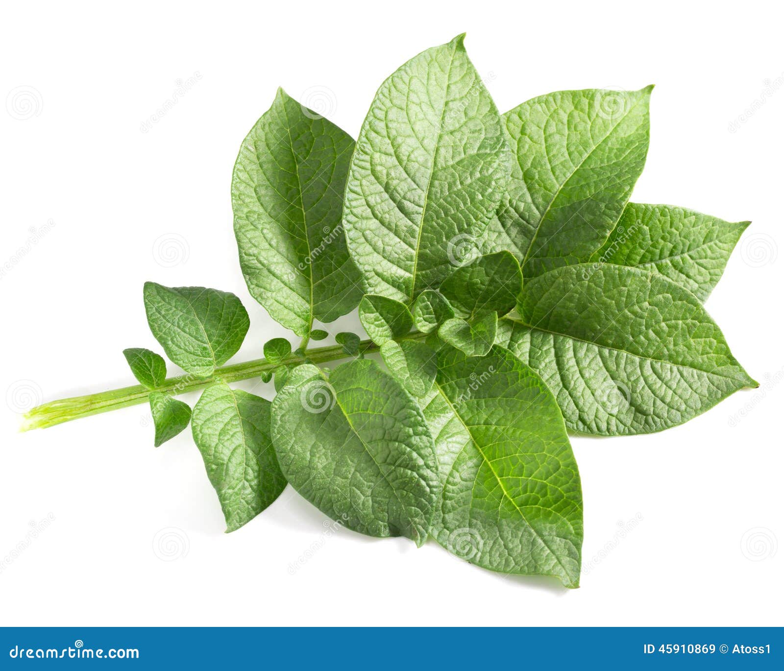 Potato Leaf Blight Fungal Disease Royalty-Free Stock Photography ...