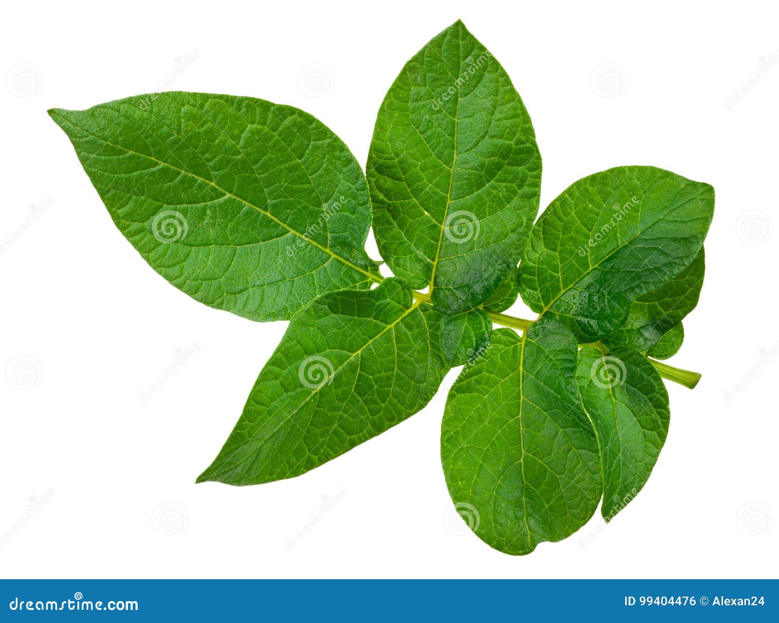 Potato leaf stock photo. Image of grow, plant, nutrition - 99404476