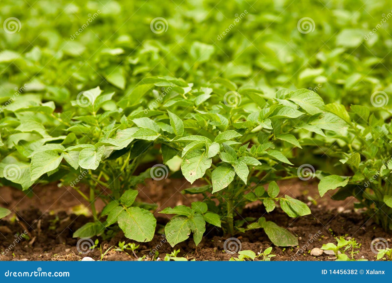 Potato leaves stock photo. Image of ground, leaves, industry - 14456382