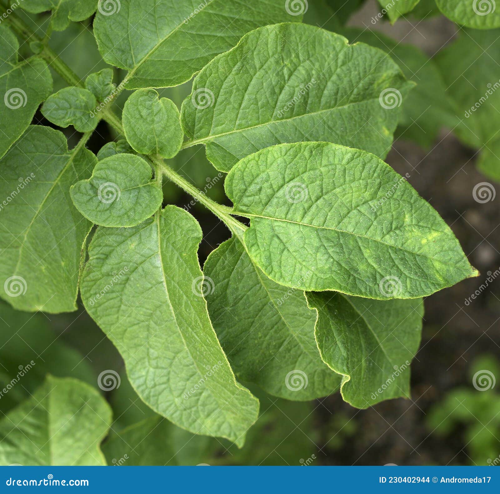 Potato Leaves Close - Up View, Leaves of Potato Plant Stock Photo ...