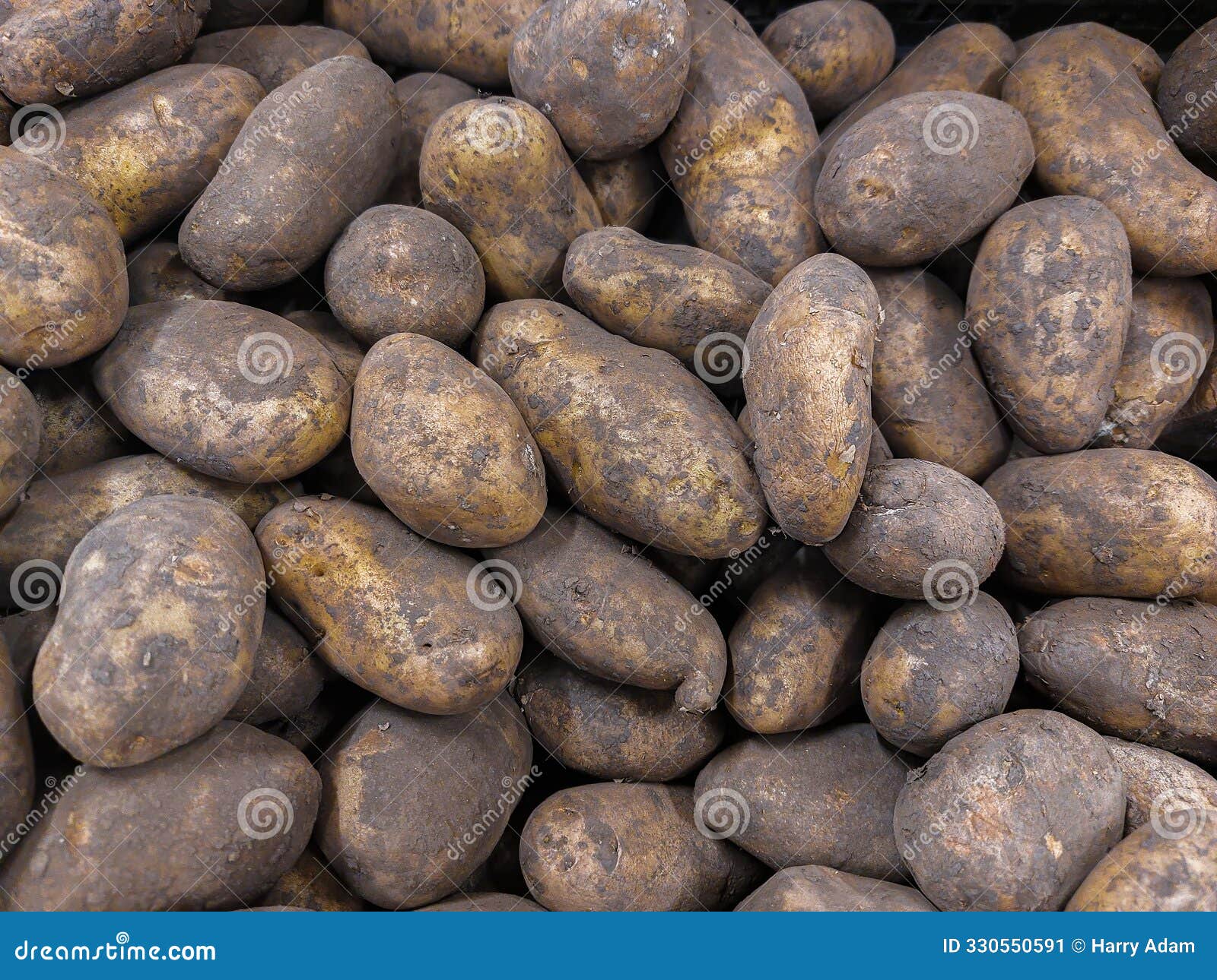 Potato with a Lot of Soil Ready for Sale Stock Image - Image of texture ...